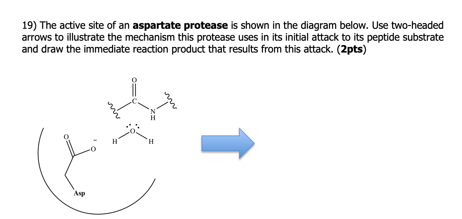Solved 19) The active site of an aspartate protease is shown | Chegg.com
