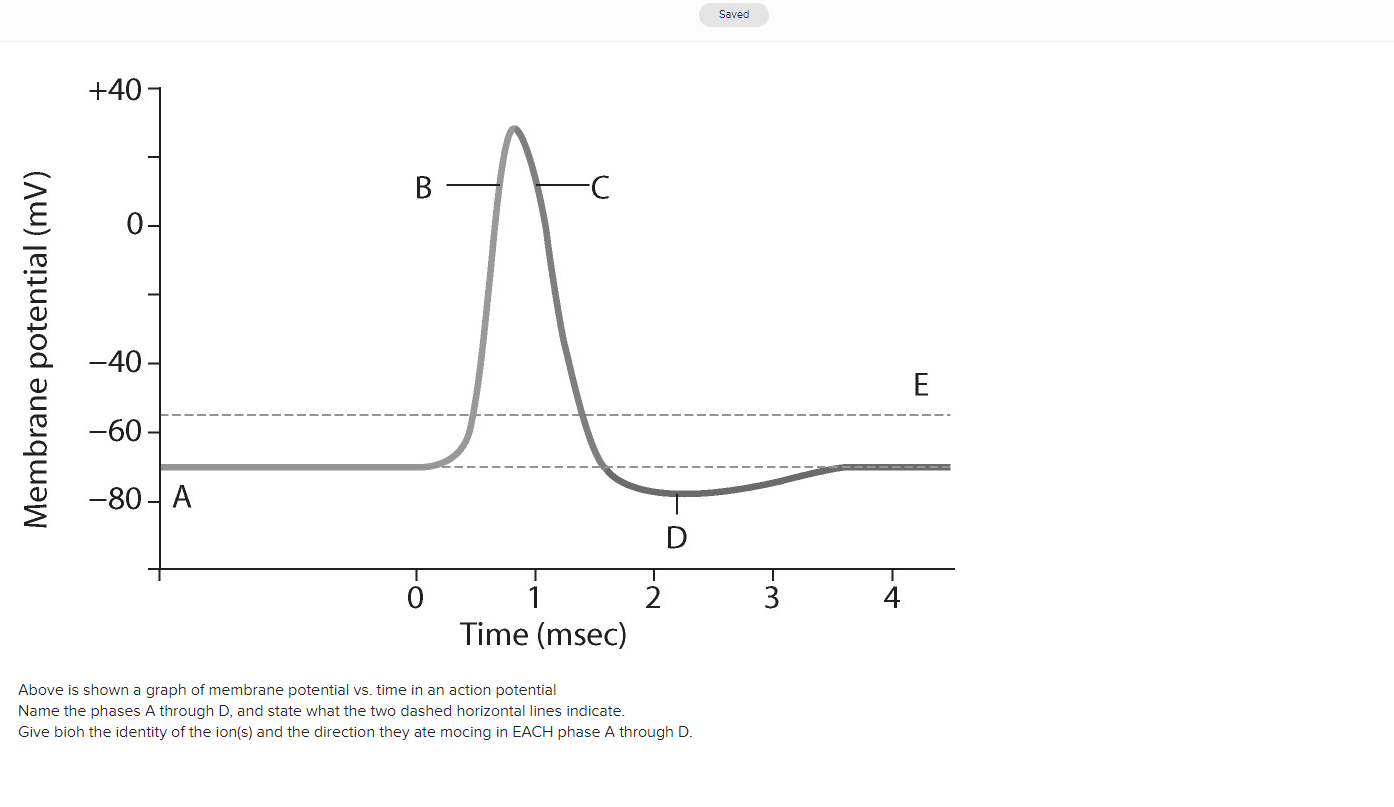 Solved Saved +40 B -C 0- Membrane potential (mV) -40 E -60- | Chegg.com
