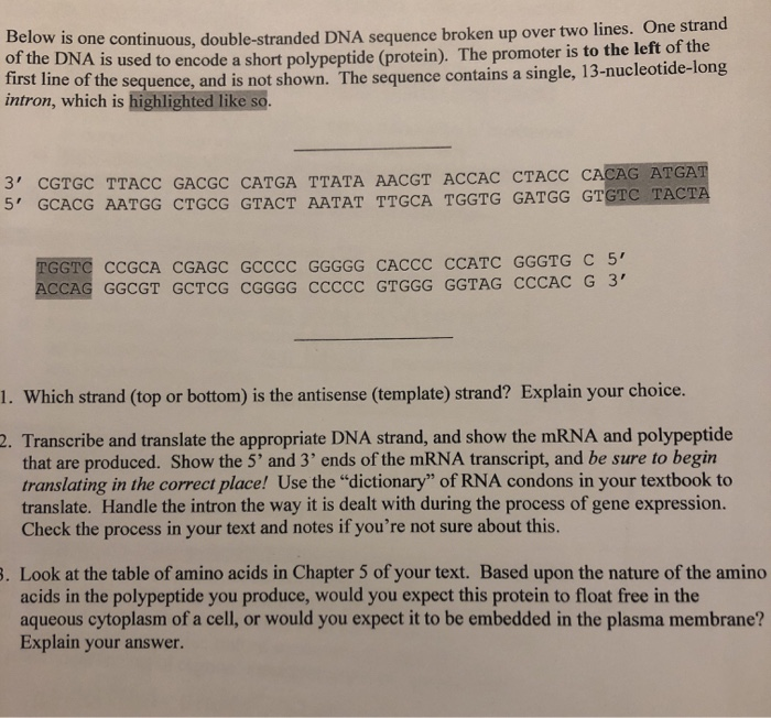 Solved Below is one continuous, double-stranded DNA sequence | Chegg.com