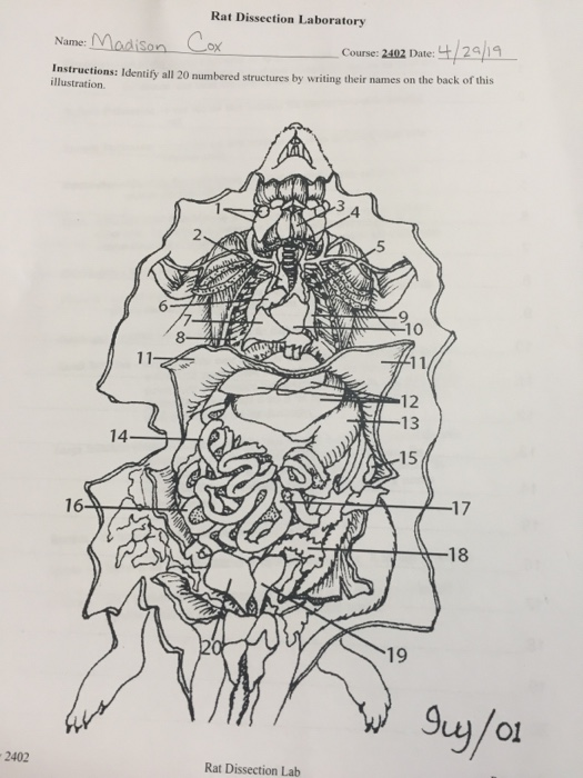  Rat Dissection Lab Frog Anatomy Diagram Structure 2022 11 05
