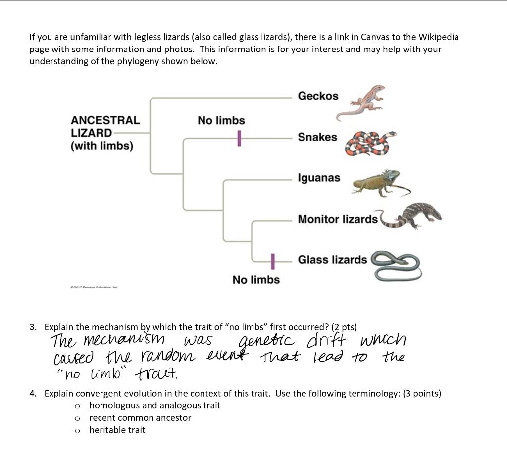 Solved Question 4, please. Explain convergent evolution in | Chegg.com