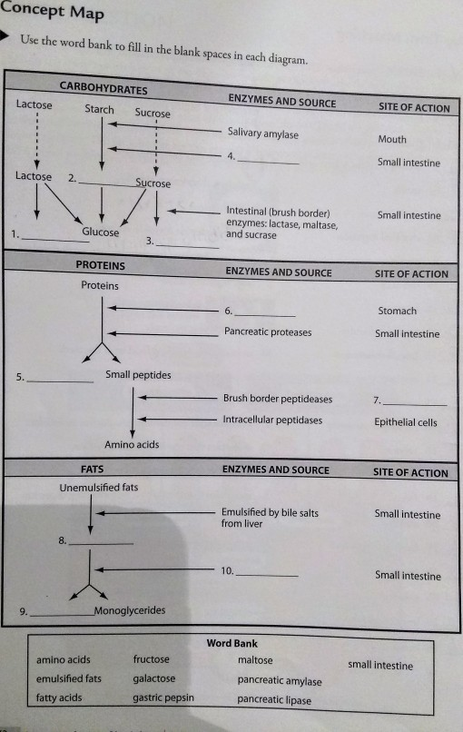 Solved Digestive system concept map. Use the word bank to | Chegg.com