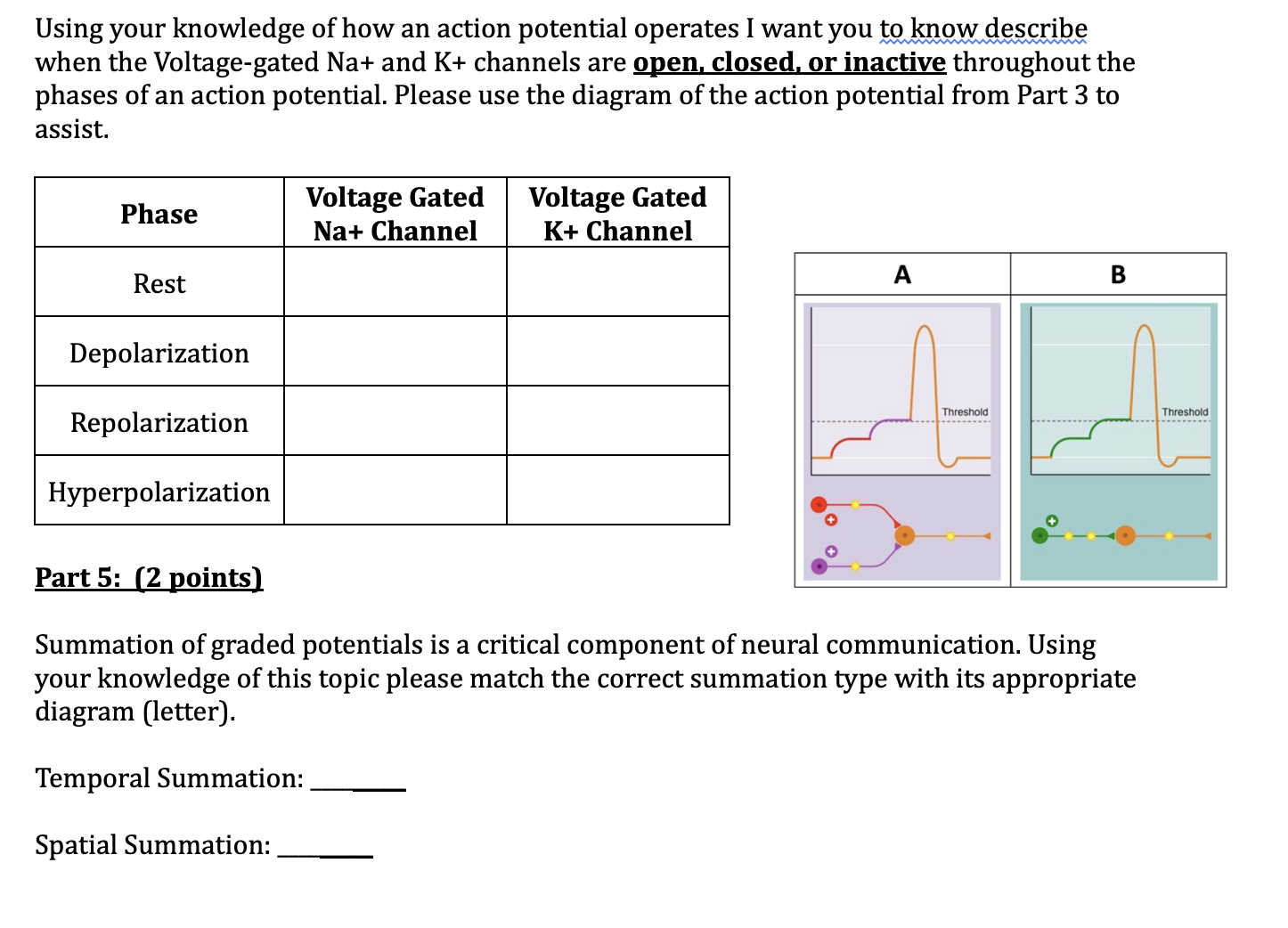 Solved Using your knowledge of how an action potential | Chegg.com