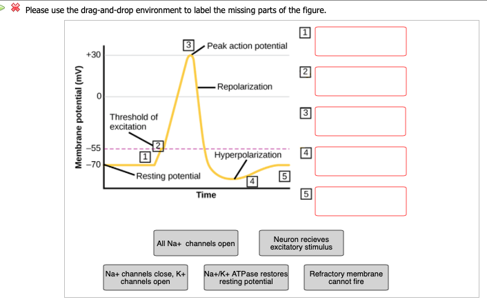Solved Please use the drag-and-drop environment to label | Chegg.com