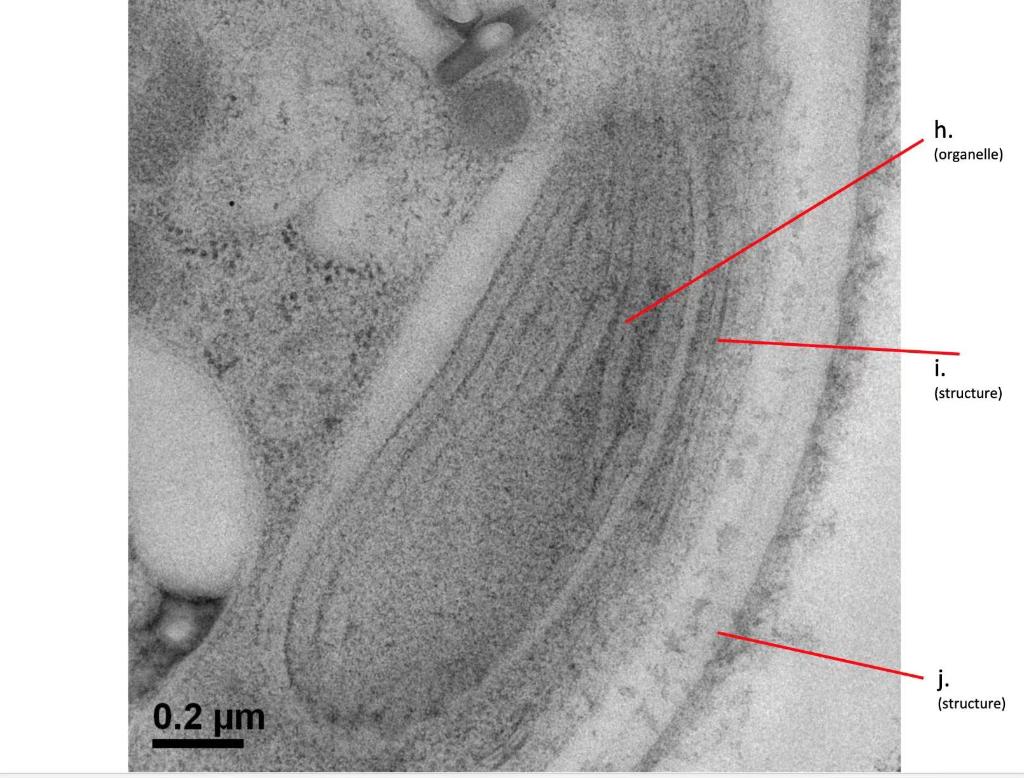 Mystery cells Features in the mystery cells are | Chegg.com