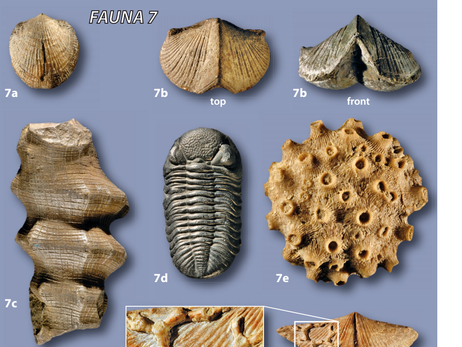 Solved FAUNA 2 2a 2b 2c 2d 2e | Chegg.com