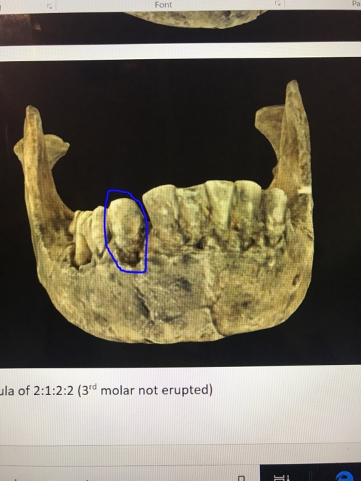 Solved Dental Formula of 2:1:2:2 (3d molar not erupted) | Chegg.com