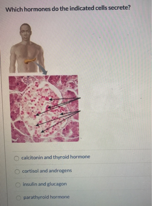 Solved Which endocrine organ develops from endoderm? | Chegg.com