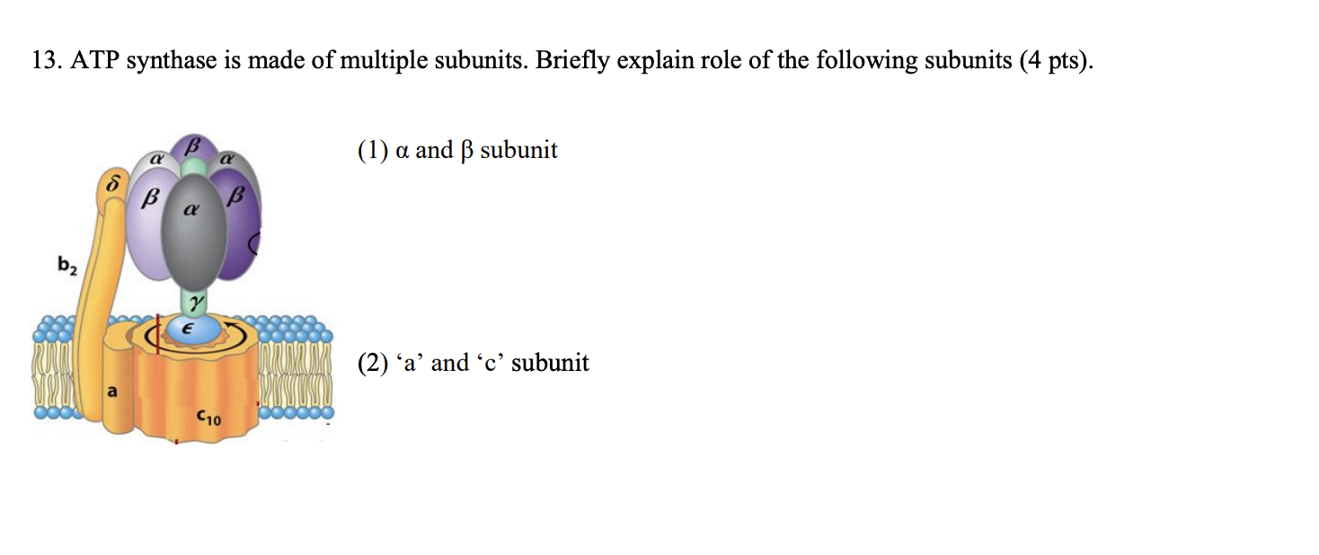 Solved 13. ATP synthase is made of multiple subunits. | Chegg.com
