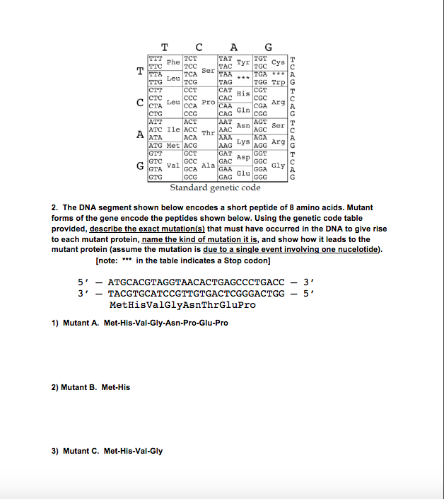 Solved The DNA segment shown below encodes a short peptide | Chegg.com