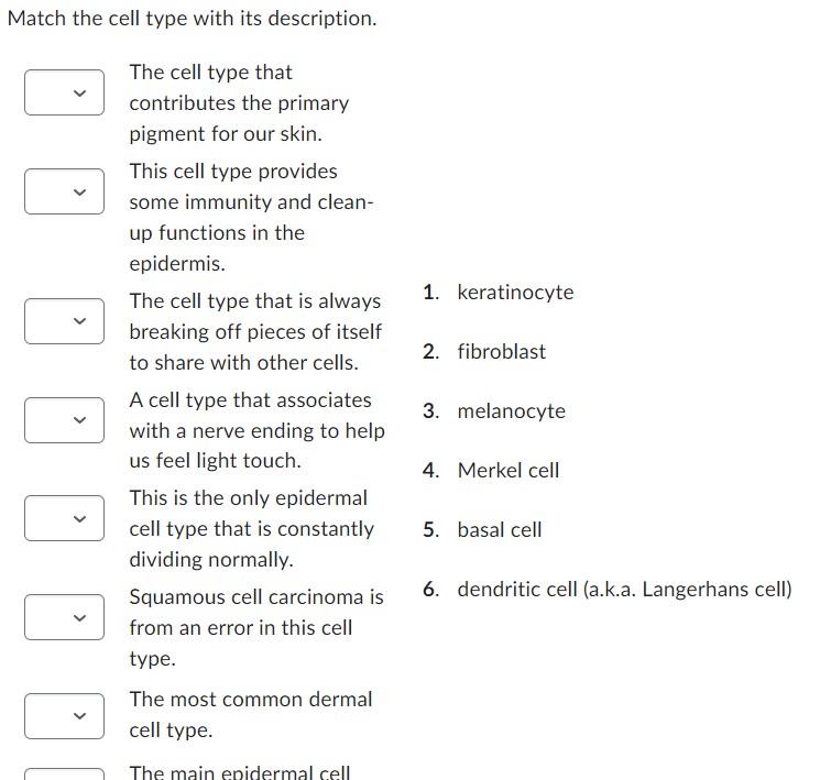 Solved Match the cell type with its description.The cell | Chegg.com