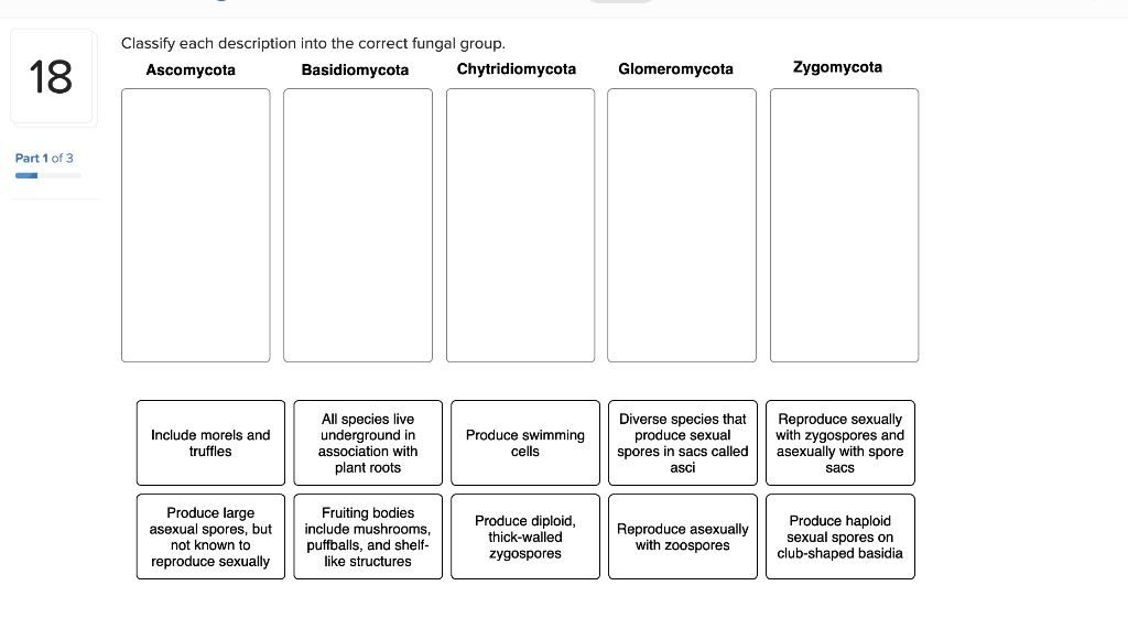 Solved Classify each description into the correct fungal | Chegg.com