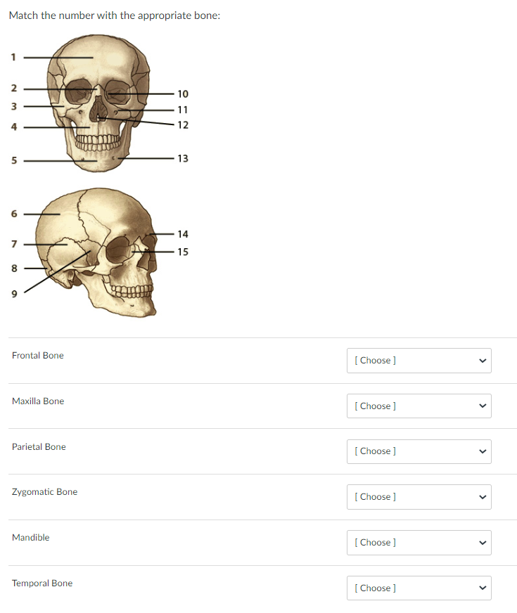 Solved Match the number with the appropriate bone: 2 - 10 11 | Chegg.com