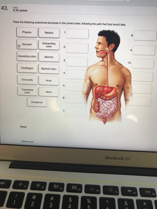 Solved 0.20 points Place the following anatomical structures | Chegg.com Solved 0.20 points Place the following anatomical structures | Chegg.com