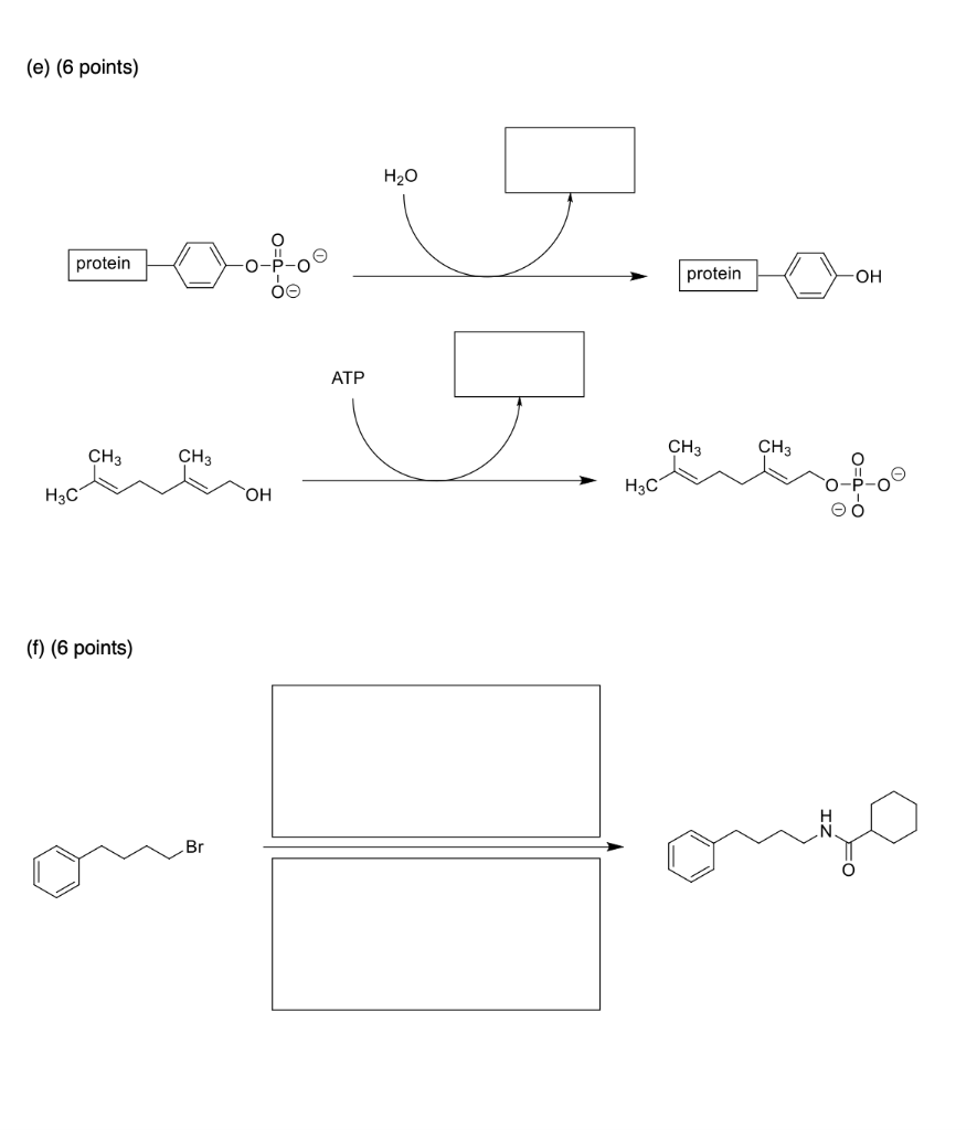 Solved (e) (6 points) H20 protein O-P. protein OH 도 도 ATP | Chegg.com