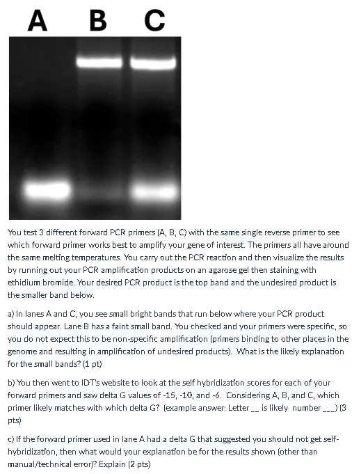 Solved You tert 3 ﻿different forward PCR primers ( \( ﻿A, | Chegg.com