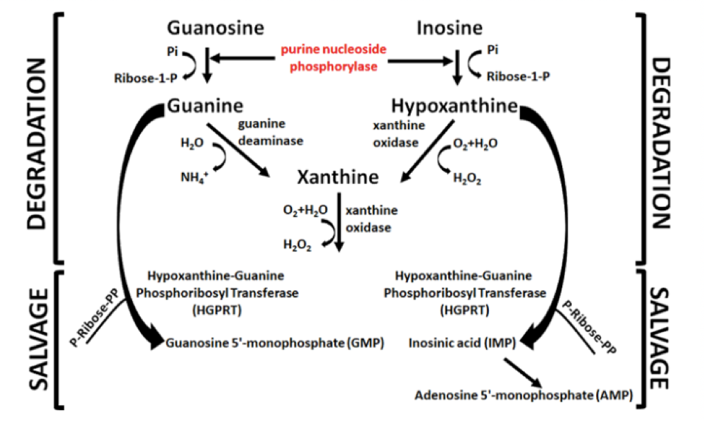 1. The enzyme hypoxanthine-guanine | Chegg.com