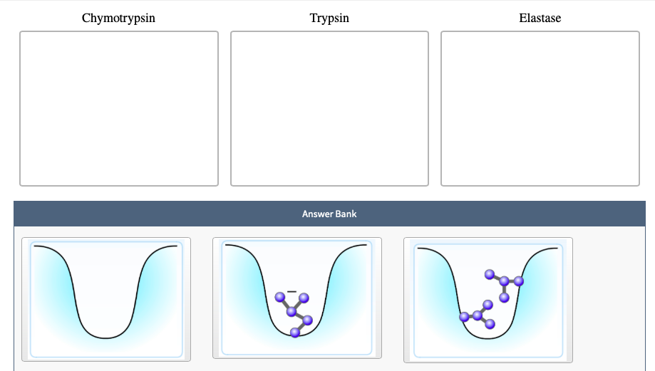 Solved Chymotrypsin, trypsin, and elastase are digestive | Chegg.com