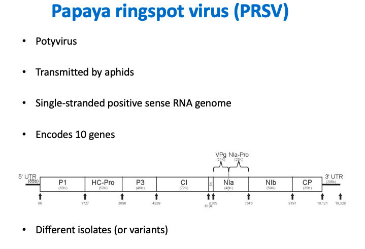 Explain the concept of “pathogen-derived resistance” | Chegg.com