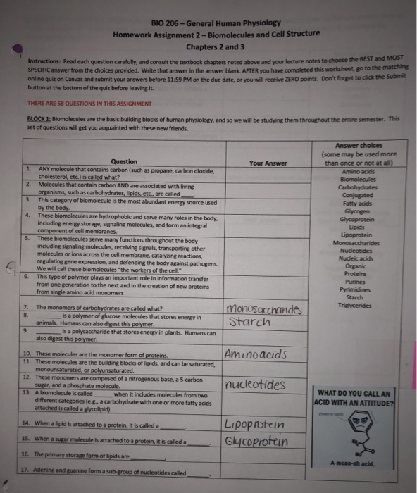 Solved BIO 206-General Human Physiology Homework Assignment | Chegg.com