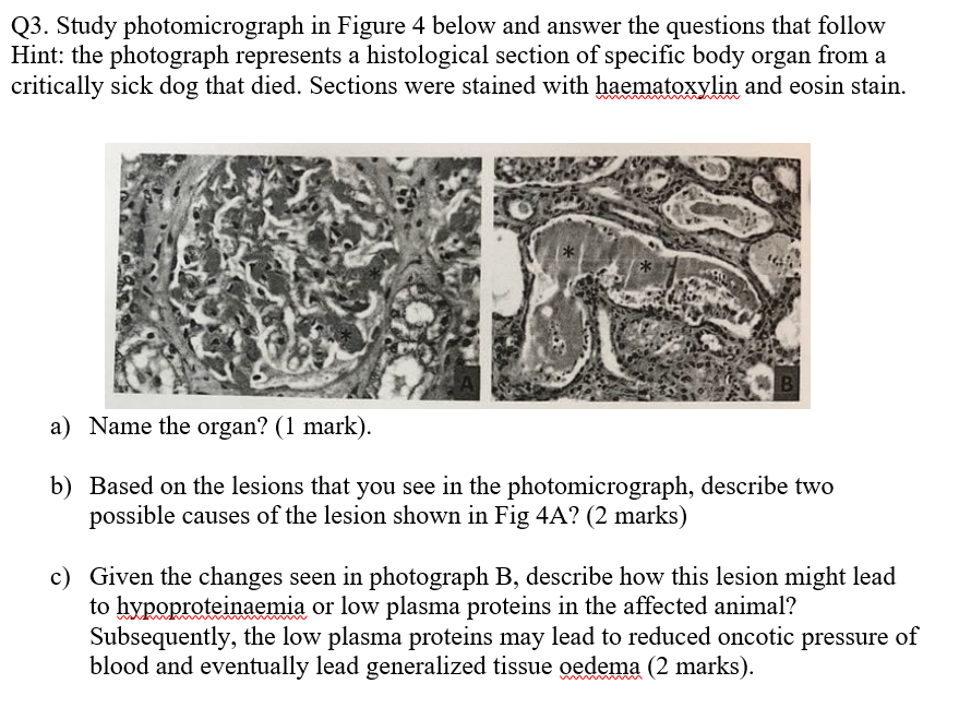 Solved Q3. Study photomicrograph in Figure 4 below and | Chegg.com