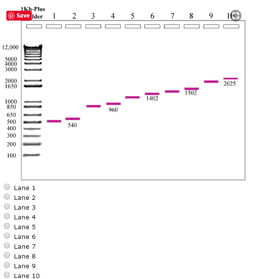 Solved Below is a generic map of the 16S rRNA gene showing | Chegg.com