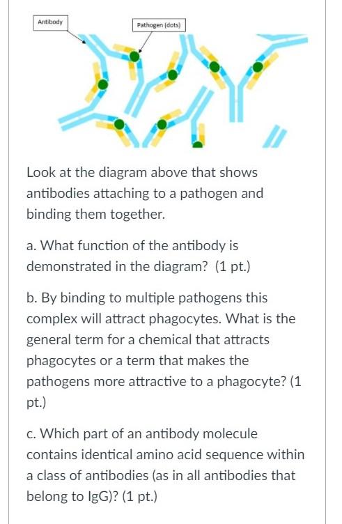Solved Antibody Pathogen (dots) Look at the diagram above | Chegg.com