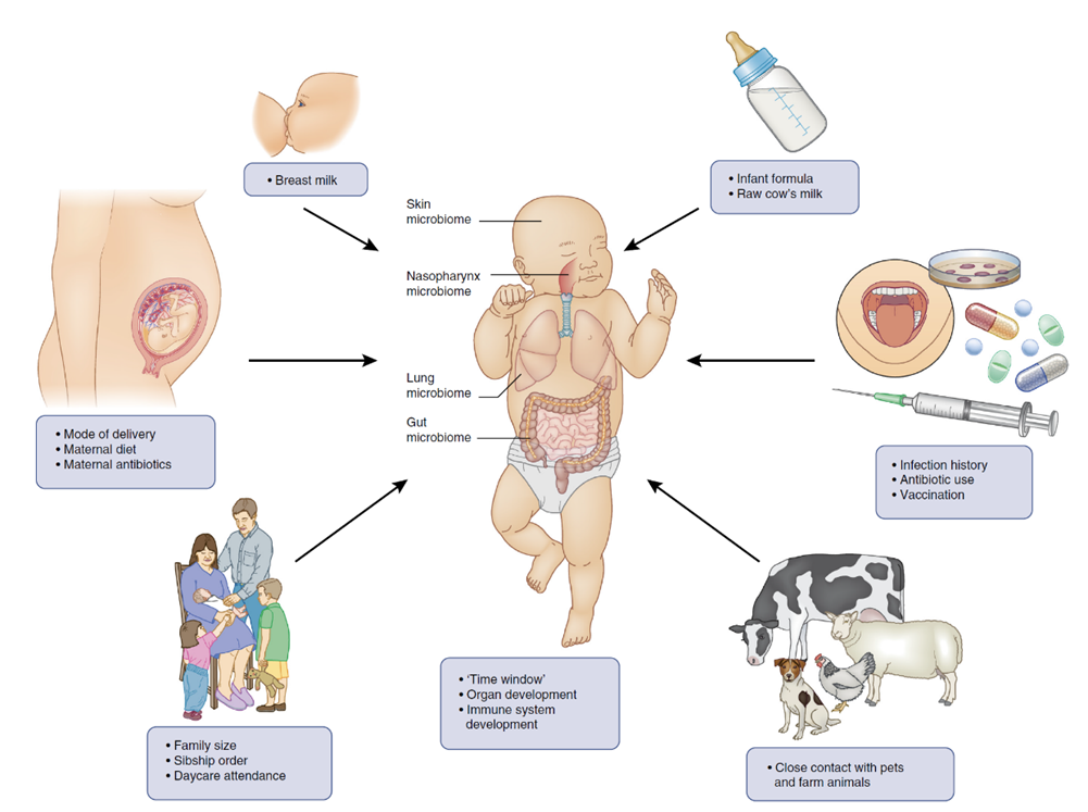Solved A couple alternatives to the hygiene hypothesis—the | Chegg.com