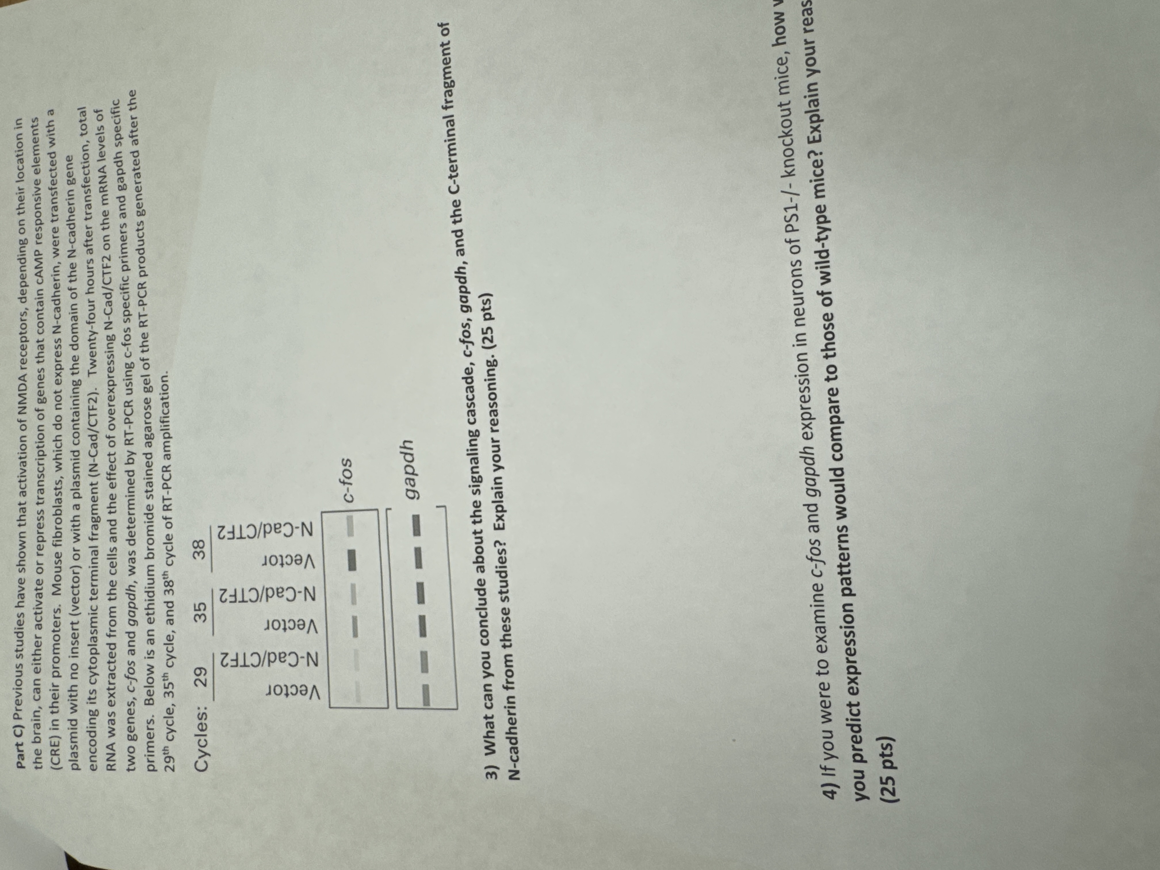 Solved Part C) ﻿Previous studies have shown that activation | Chegg.com