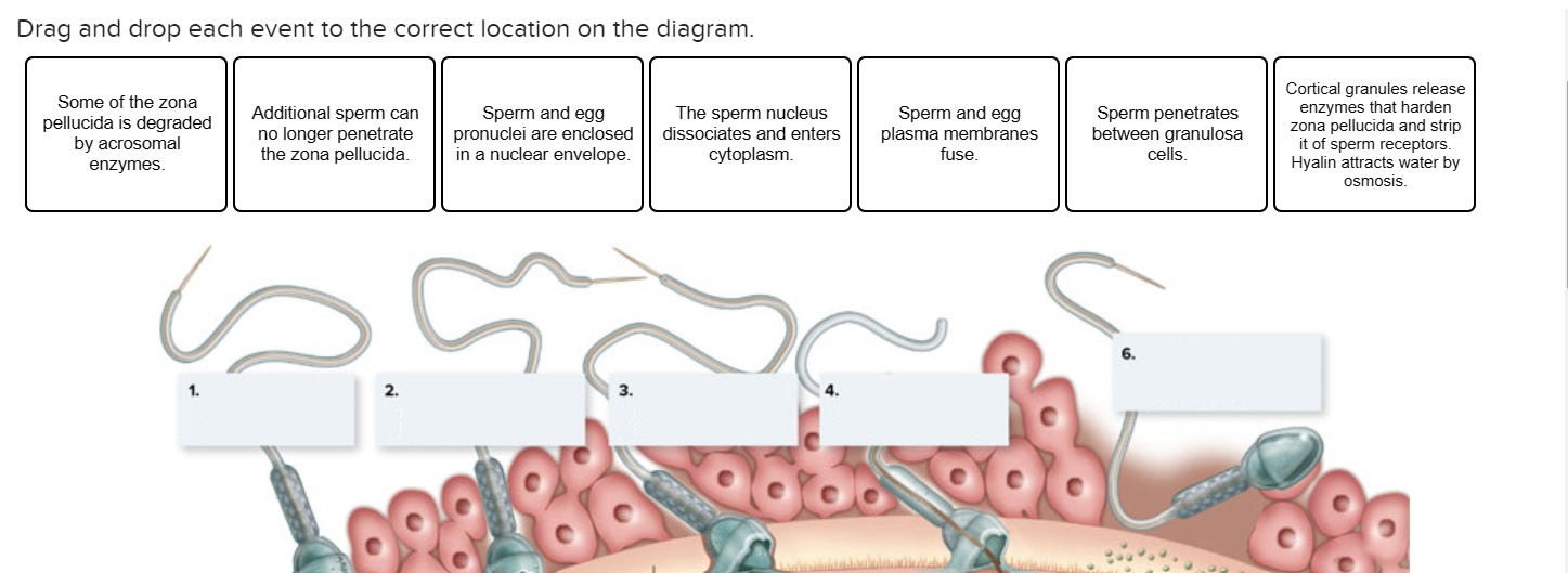 Solved Drag and drop each event to the correct location on | Chegg.com