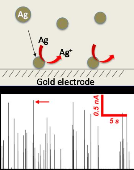 A 25-µm-diameter gold microelectrode is used to study | Chegg.com