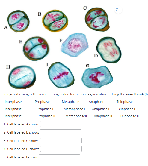Solved Images showing cell division during pollen formation | Chegg.com