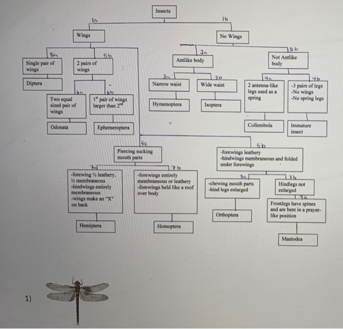 Use the below dichotomous key to identify the | Chegg.com