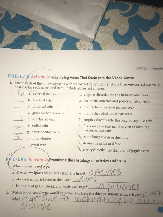 Solved UNIT 23 1 Anatom PRE-LAB Activity 3: Identifying | Chegg.com