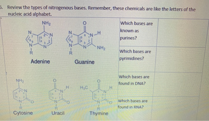 Solved Review the types of nitrogenous bases. Remember, | Chegg.com