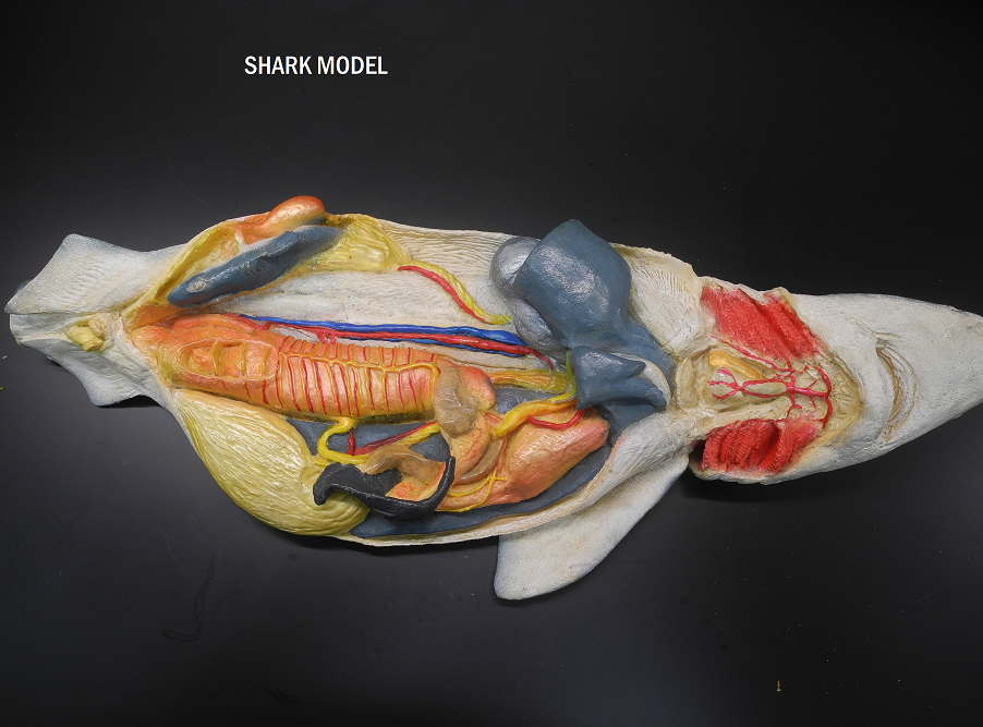 Solved SHARK MODEL | Chegg.com