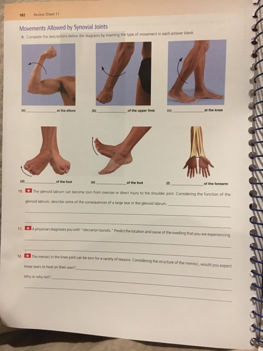 Solved EXERCISE Body Movements Name Lab Time Date Fibrous Chegg