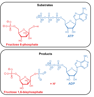 Solved Phosphofructokinase or PFK is a transferase that | Chegg.com