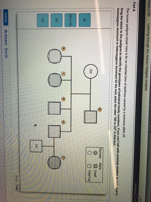 Solved The human pedigree shown here is for an inherited | Chegg.com