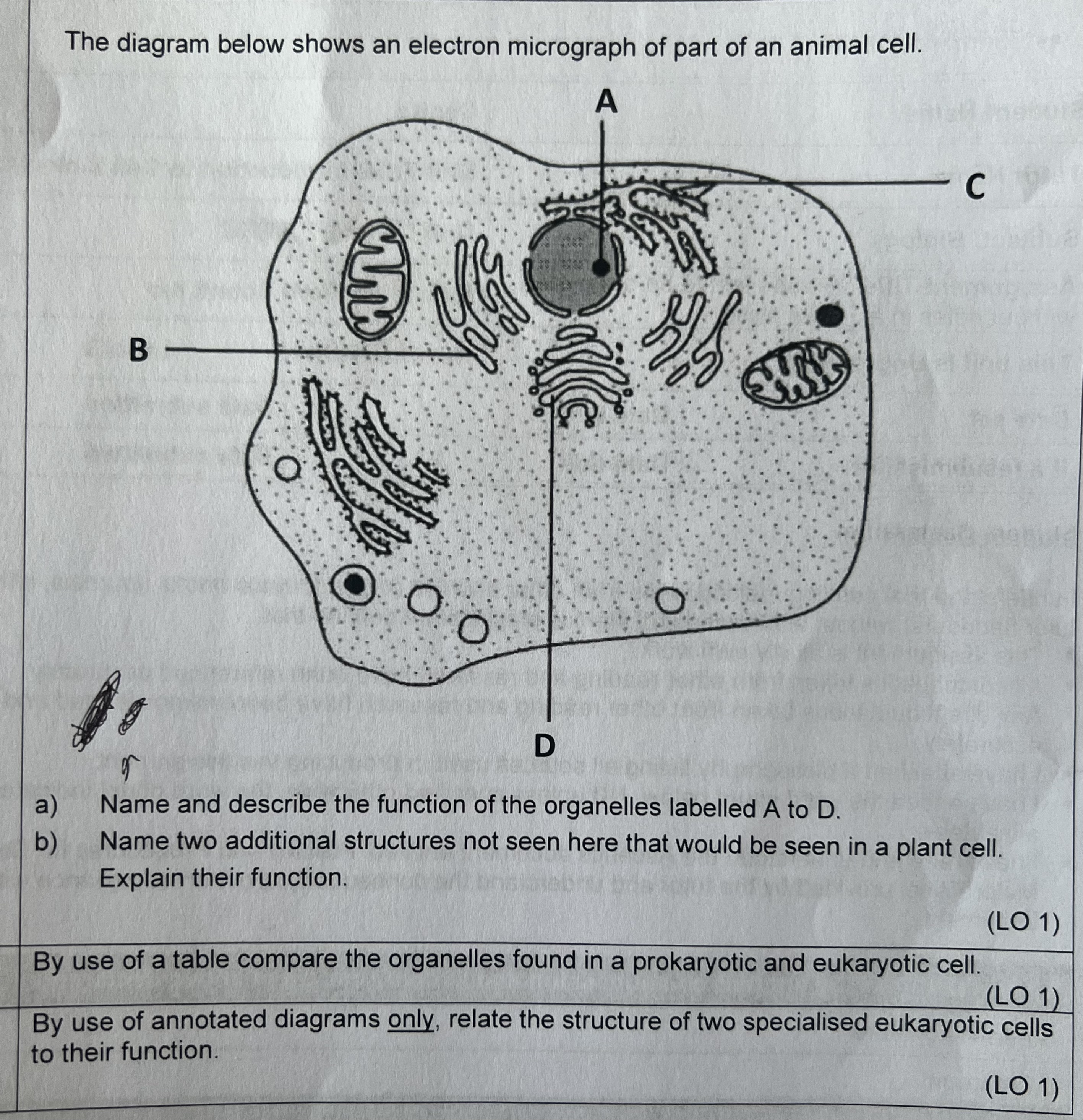 Solved The diagram below shows an electron micrograph of | Chegg.com