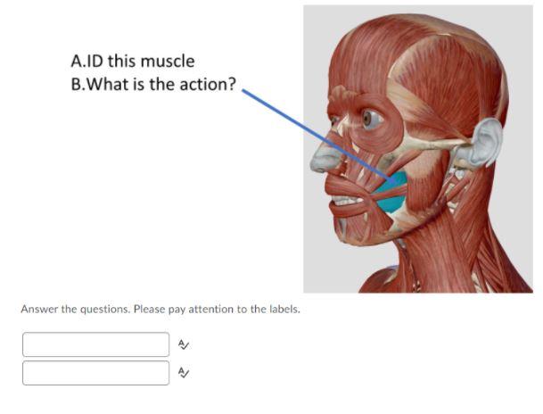 Solved A.ID this muscle B.What is the action? Answer the | Chegg.com