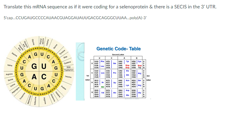 Solved Translate this mRNA sequence as if it were coding for | Chegg.com