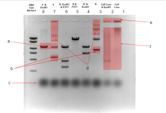 Solved The plasmid preparations should also be contaminated | Chegg.com