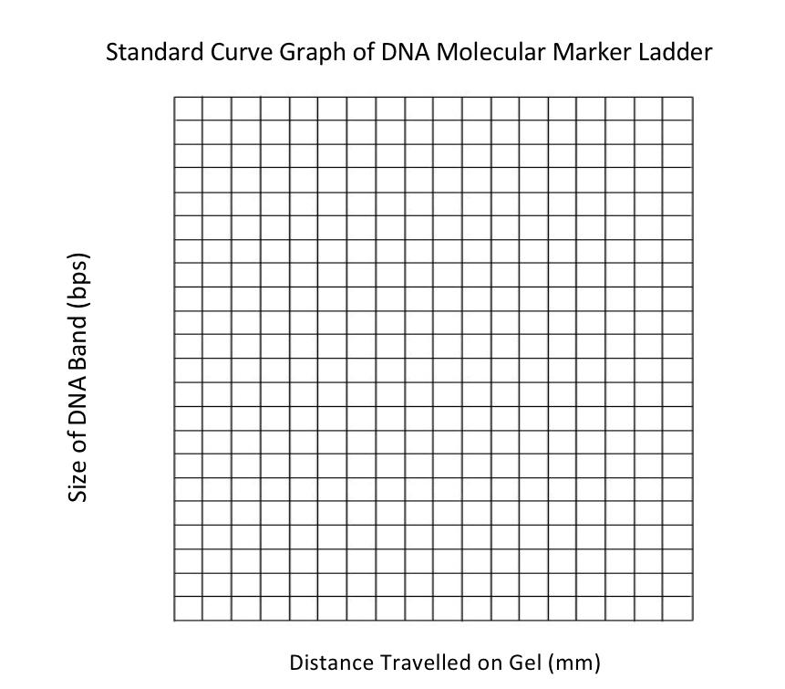 Use the molecular marker standard curve graph to | Chegg.com