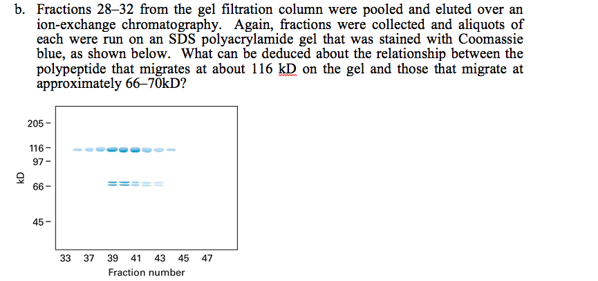 Solved b. Fractions 28–32 from the gel filtration column | Chegg.com