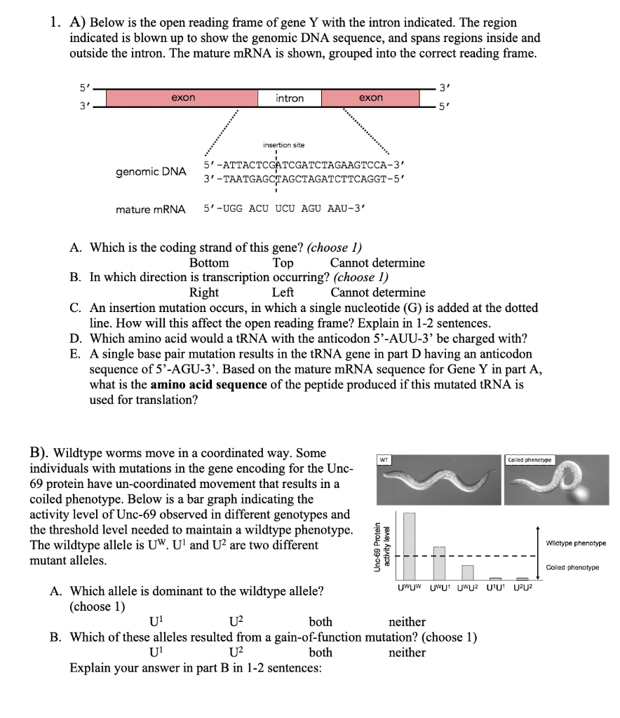 Solved 1. A) Below is the open reading frame of gene Y with | Chegg.com