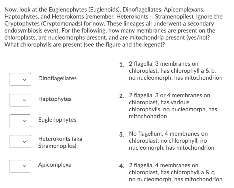 Solved Now, look at the Euglenophytes (Euglenoids), | Chegg.com