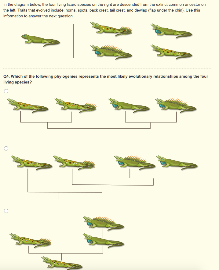 Solved: In The Diagram Below, The Four Living Lizard Speci... | Chegg.com