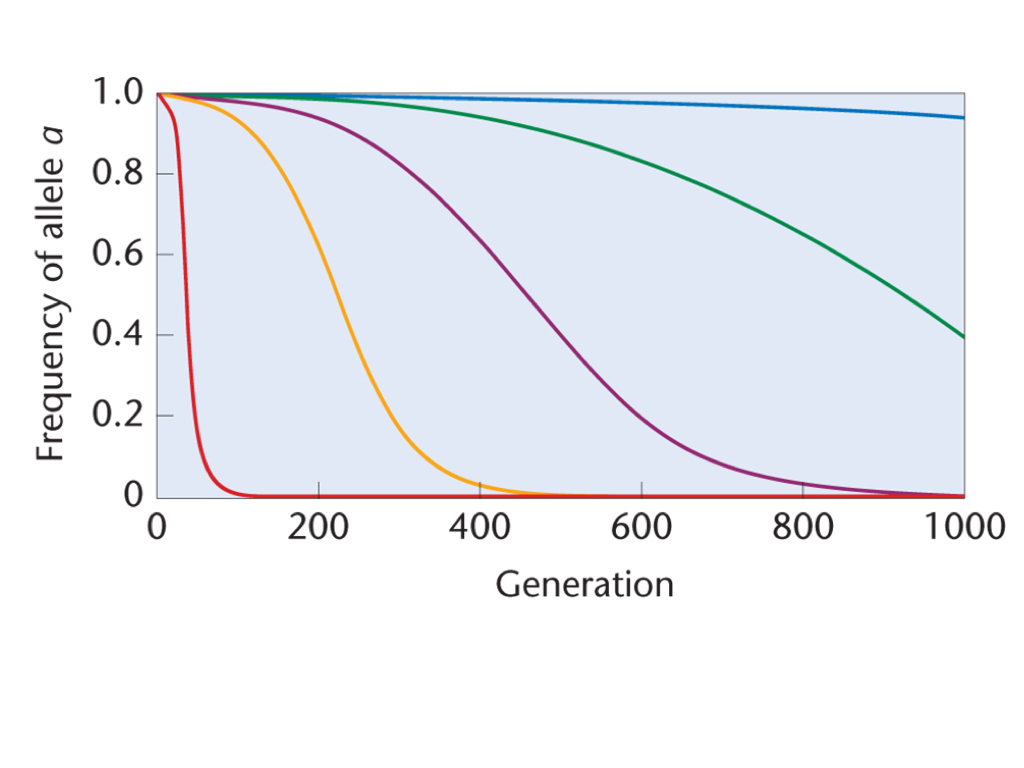 Allele Frequency Graph