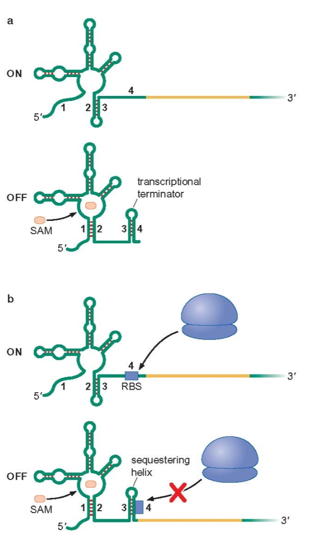 Solved The various secondary RNA structures of a | Chegg.com